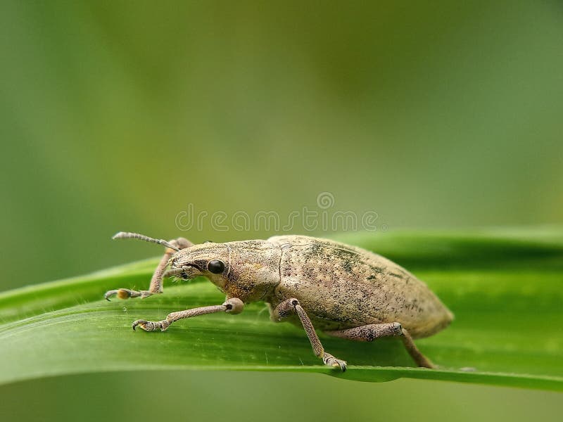 Tiny Single Weefil at Green Grass Leaf Stock Image - Image of grass ...