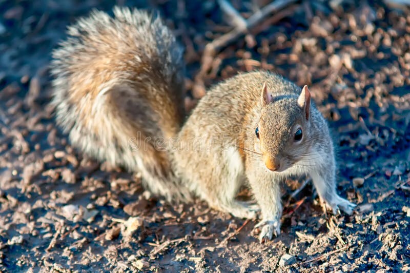 Tiny Small Baby Squirrel Posing Stock Image - Image of outdoor, brown ...