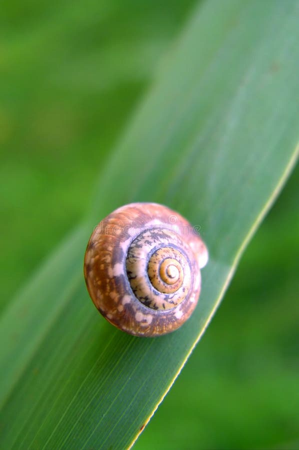 Tiny snail stock photo. Image of lines, blur, snails, snail - 2868322