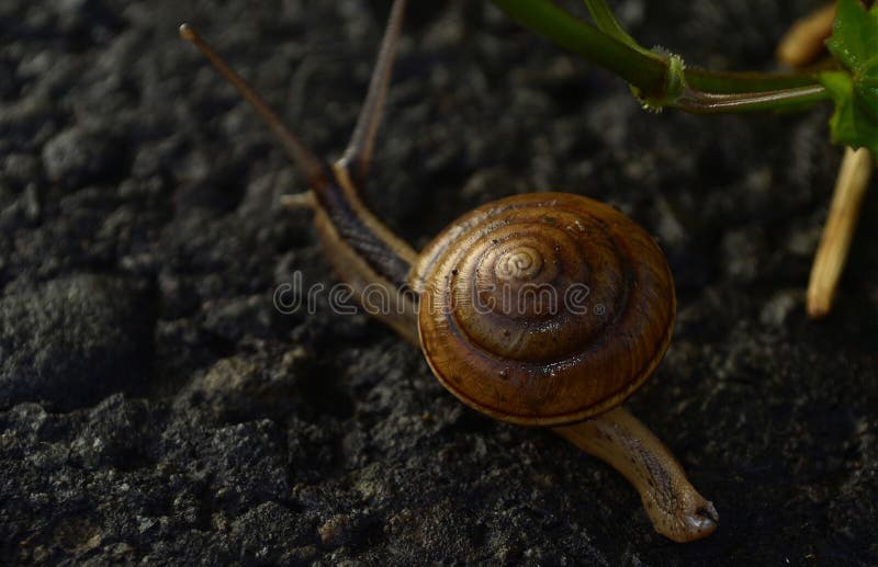 Tiny Snail on Asphalt Road with Beautiful Shell Stock Photo - Image of ...