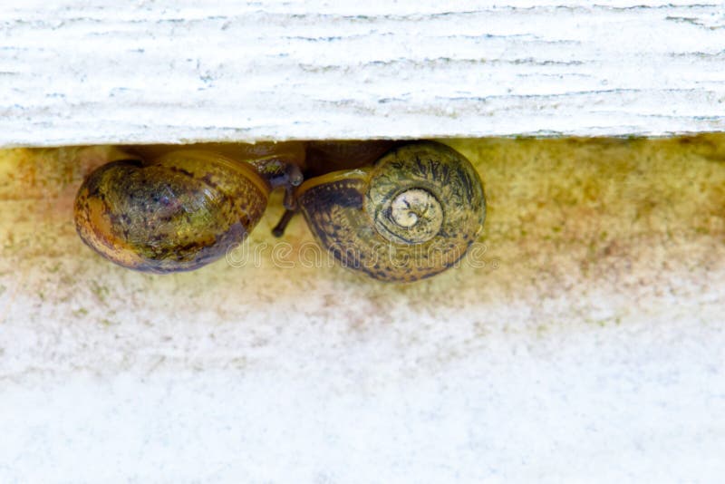 Pair of Hard Shell Snails on Wall Stock Photo - Image of slug, escargo ...