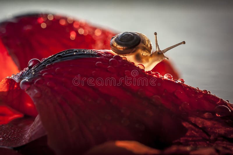 Tiny snail stock photo. Image of narrow, drops, macro - 60004312