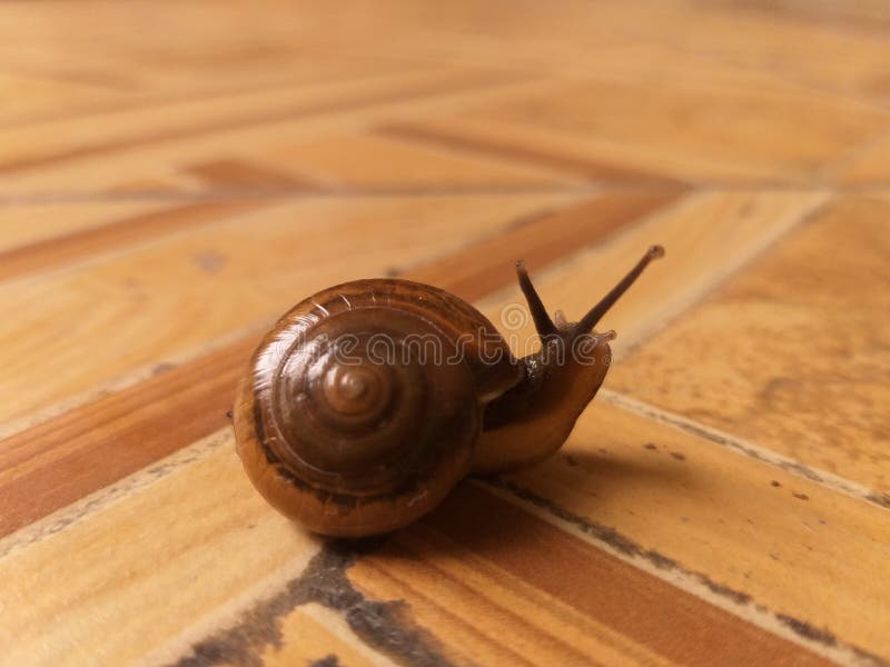 Tiny Snail Walk stock photo. Image of brown, moth, leaf - 207073516