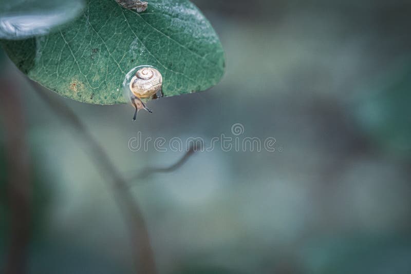 Tiny Snail with a Yellow Snail Shell Sits on a Green Leaf and Looks ...