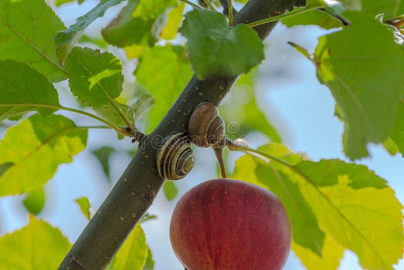Snails with Spiral Shells Sitting on an Apple Tree Branch. Stock Image ...