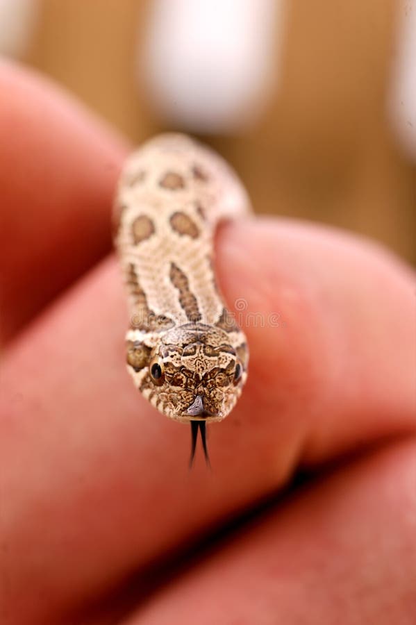 Tiny snake stock photo. Image of brown, animal, tiny, unusual - 2402164