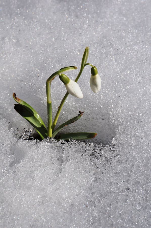 Tiny Snowdrop Galanthus Flowers through the Ice Stock Photo - Image of ...