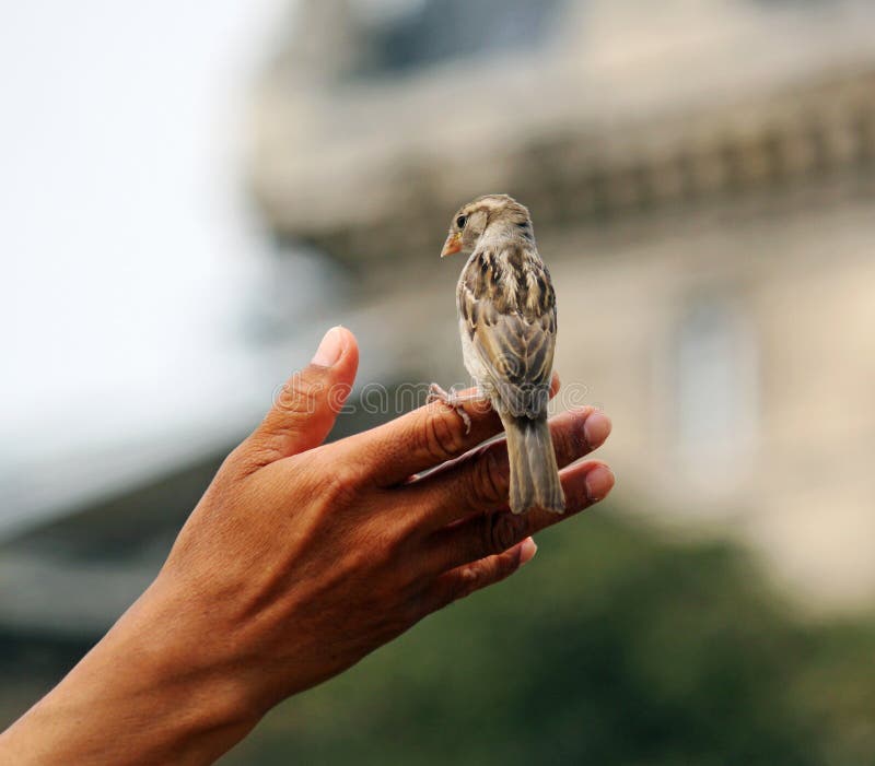 Tiny Soft Fragile Bird Perched on Mans Hand Stock Image - Image of ...