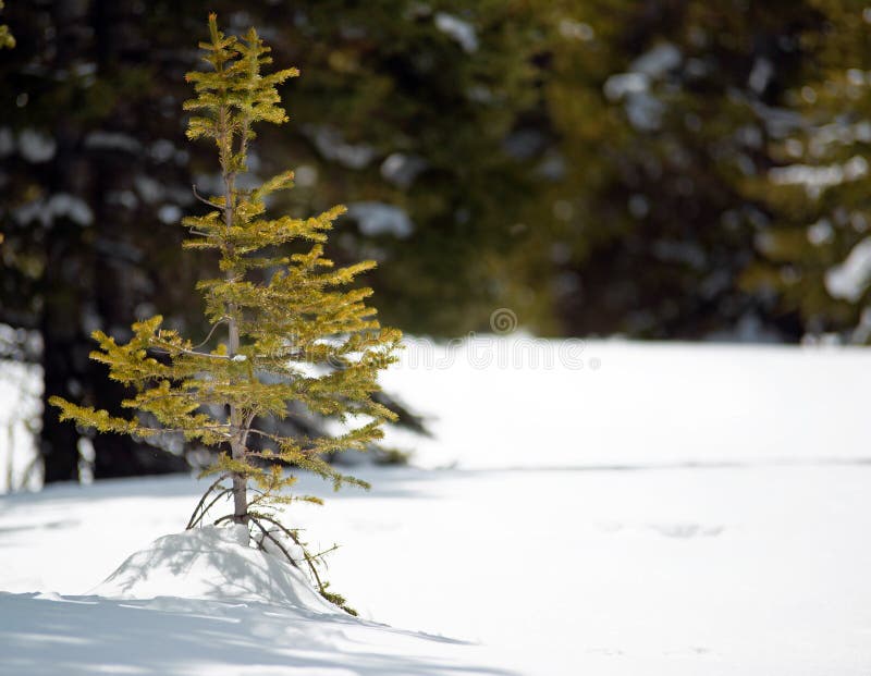 A tiny solo baby pine tree stock photo. Image of life - 143524926