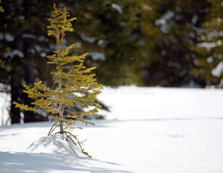 A tiny solo baby pine tree stock photo. Image of life - 143524926