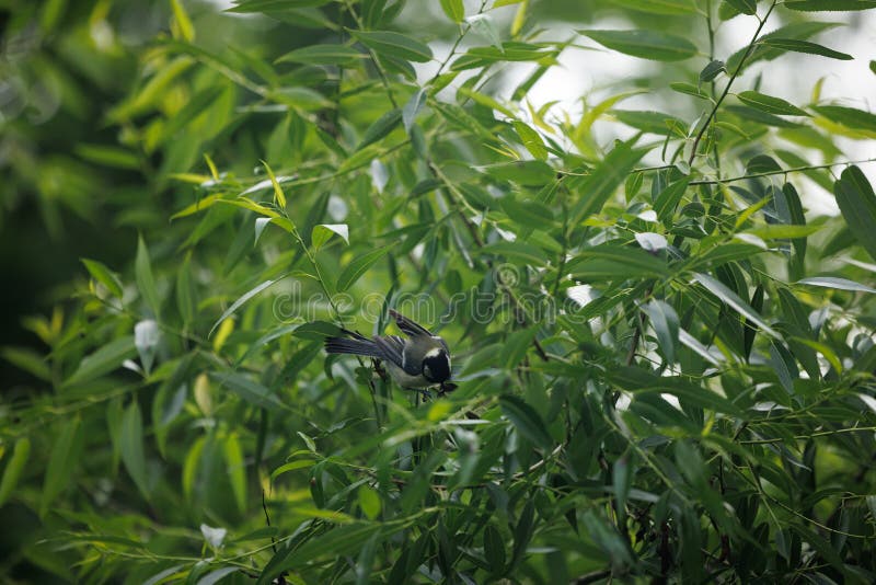A Tiny Songbird Hiding in the Willow Tree Stock Image - Image of small ...
