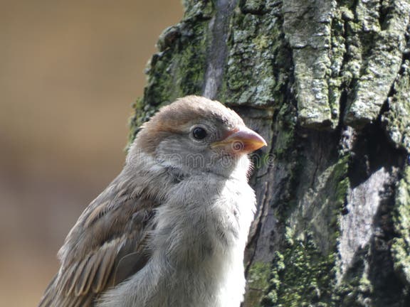 A tiny sparrow on a tree stock image. Image of aviary - 296072933