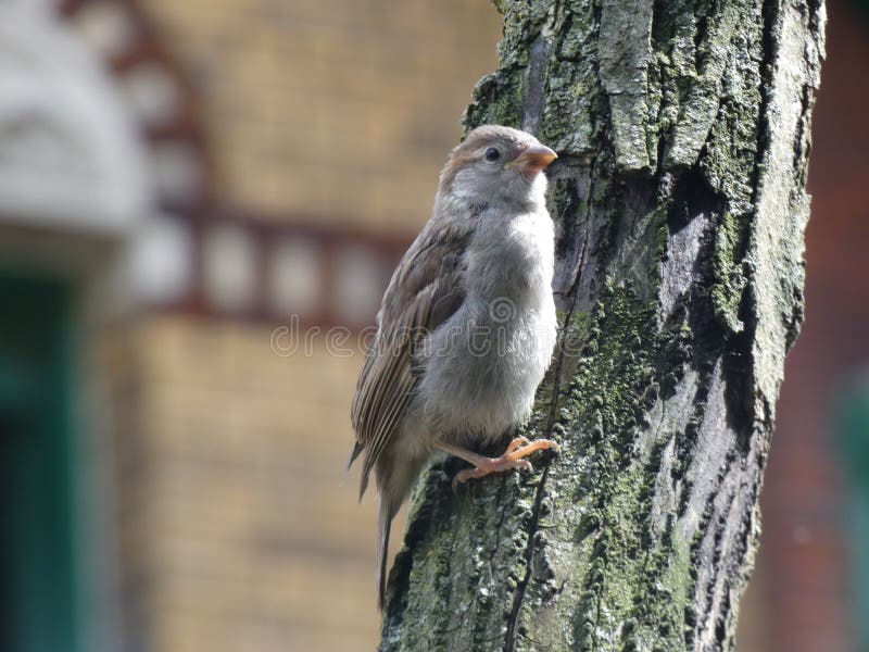 A tiny sparrow on a tree stock image. Image of little - 296072949