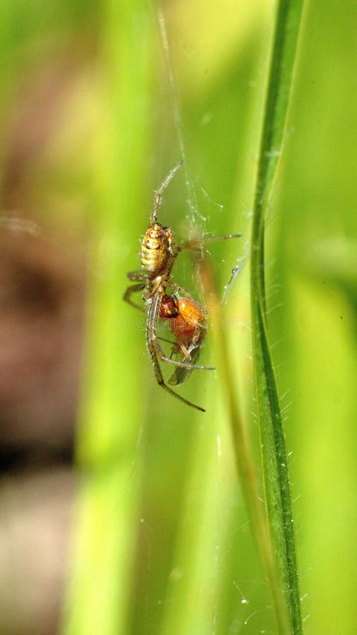 Spider Eating Another Insect Stock Photo - Image of latin, tiny: 199900898