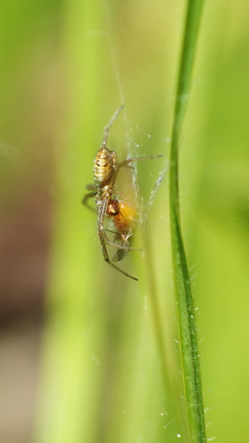 Tiny spider eating a bug stock image. Image of insect - 205049129