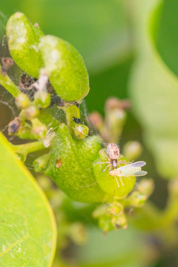 Tiny Spider Eating Green Fly Stock Photo - Image of arthropod ...