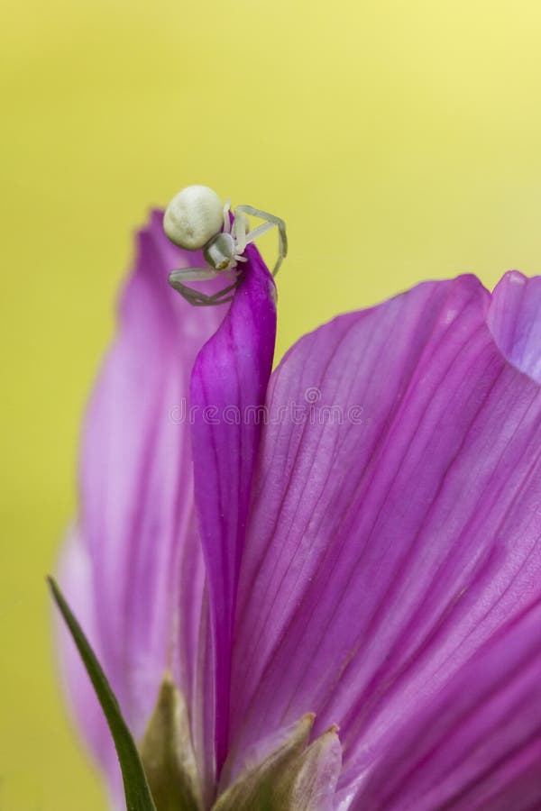 Tiny spider on a flower stock image. Image of daylight - 27645097