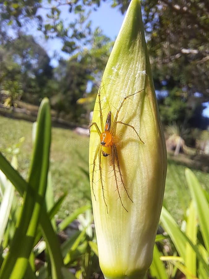 Tiny Spider on a Flower Bud in the Garden Stock Image - Image of flower ...