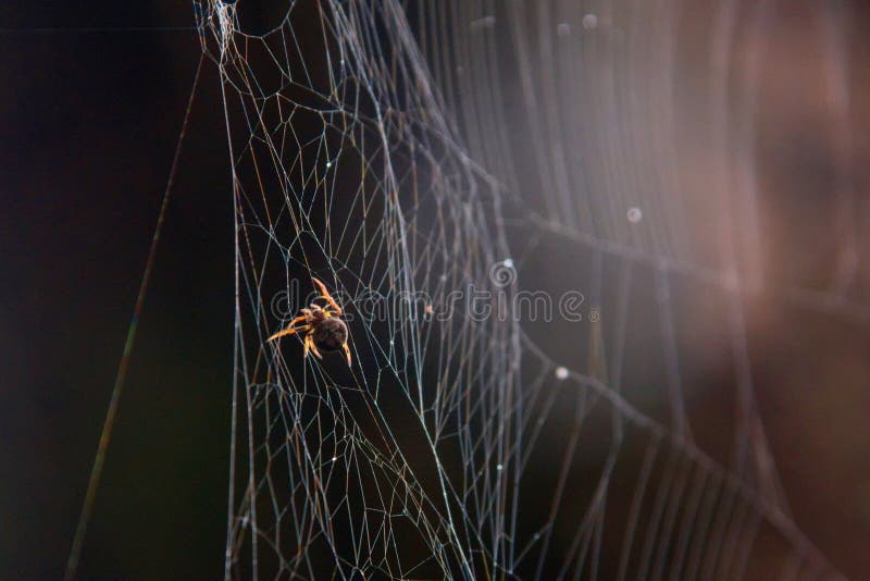 Tiny Spider Hanging from Its Web. Extreme Close Up Macro. Stock Photo ...