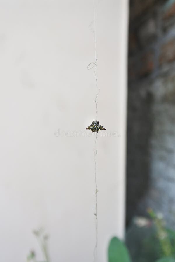 Small Spiders are Crawling on the Walls Looking for Prey Stock Image ...