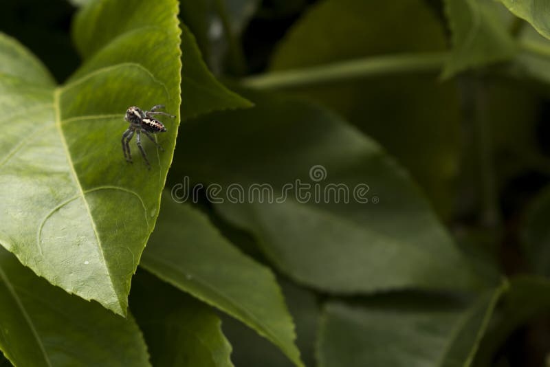 Small Spider on Green Leave. Stock Photo - Image of animal, colorful ...