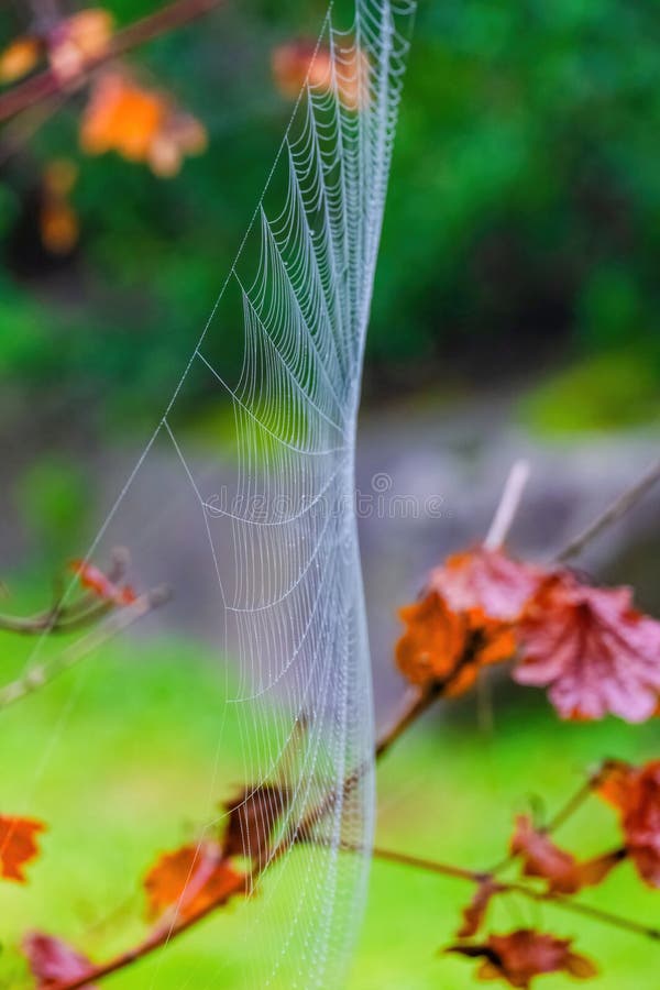 Tiny Spider Net with Water Drops on Branch Stock Photo - Image of ...