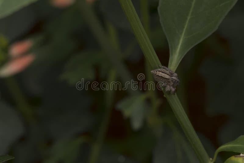 Tiny spider on plant. stock photo. Image of green, field - 108078948