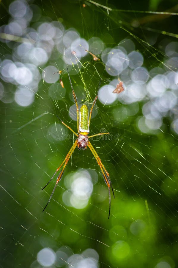 Tiny Spider Suspended Over His Spider Web Inside of the Cuyabeno ...
