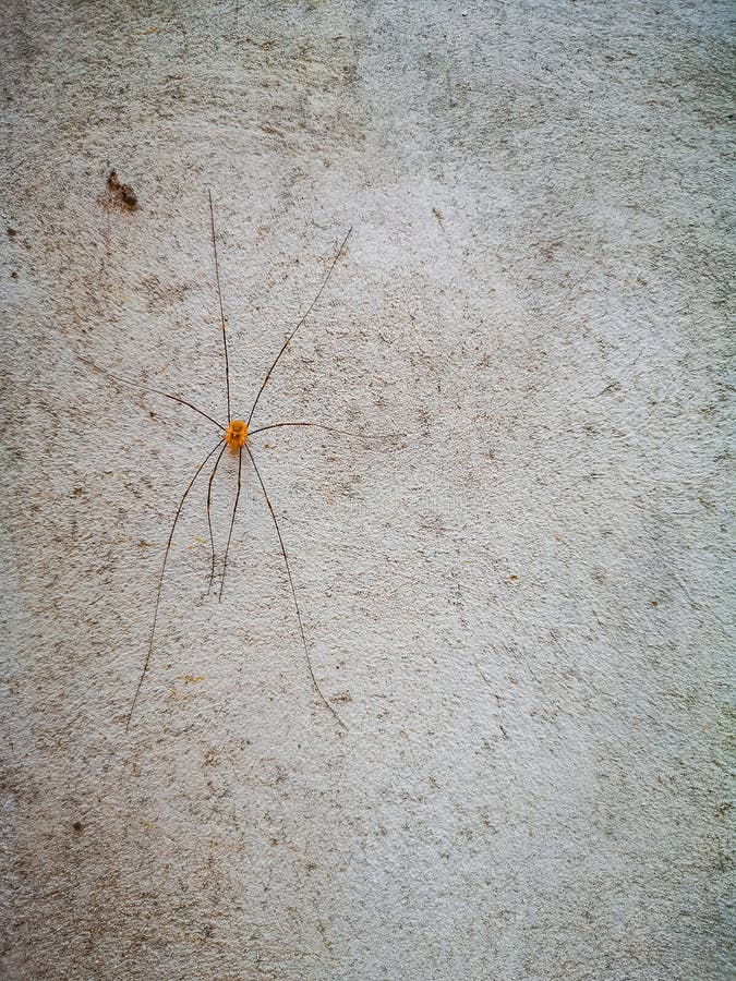 Tiny Spider with Thin Long Legs Stock Image - Image of gray, long ...