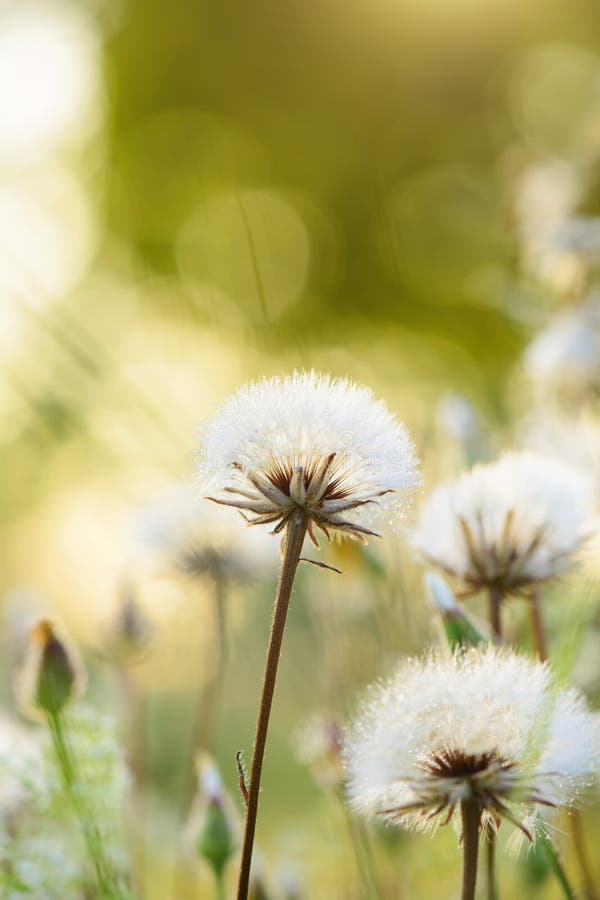 Spring Dandelion in Grass stock photo. Image of daisy - 47998398