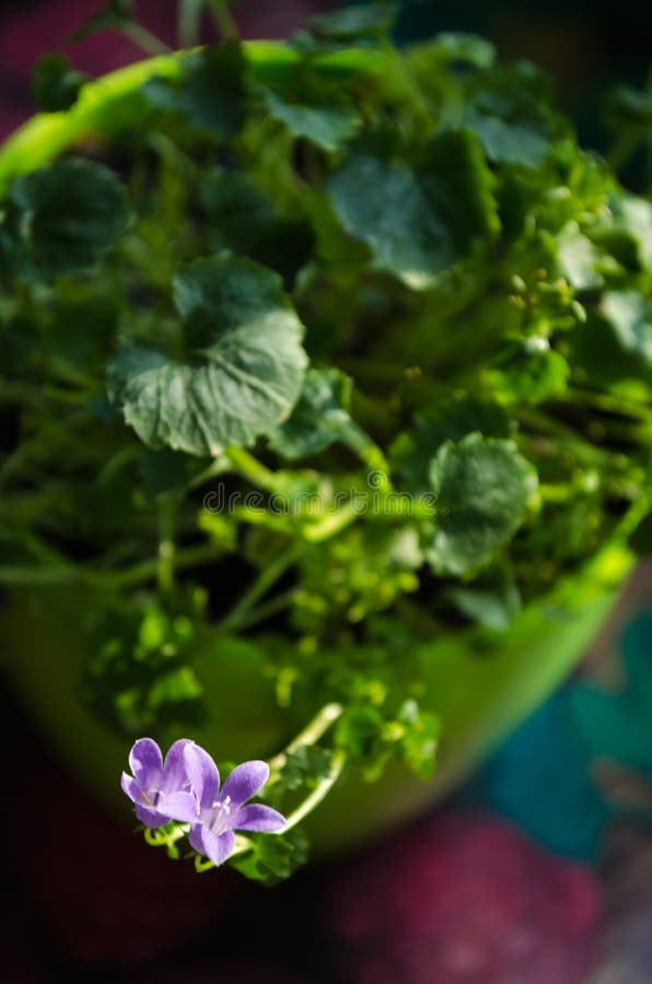A Tiny Spring Violet Flower on Pot Stock Image - Image of floral ...