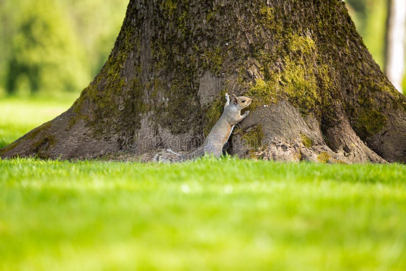 Tiny Squirrel Hiding Behind the Tree Stock Image - Image of large ...