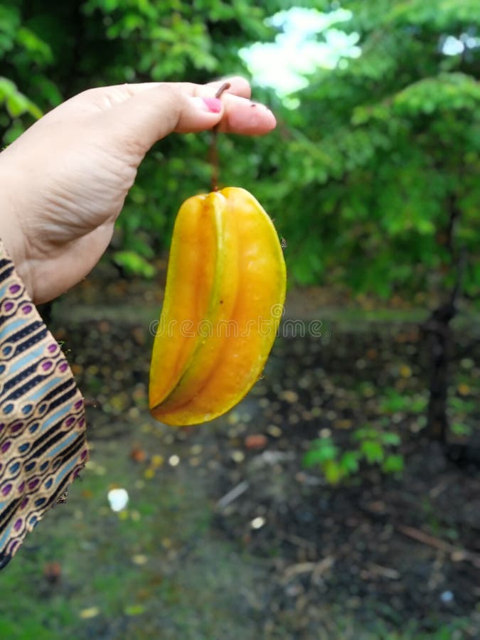 A Tiny Star Fruit in the Star Fruit Garden Stock Photo - Image of garden, fruit: 345251114