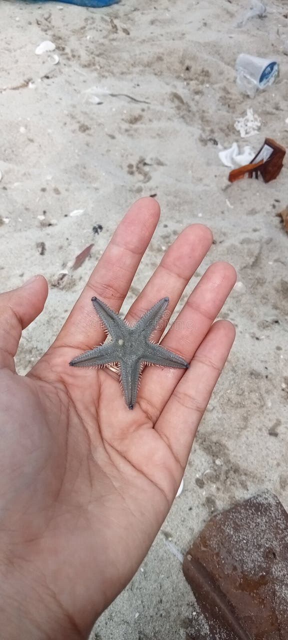 Tiny starfish on the beach stock photo. Image of animal - 328848292