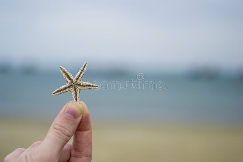 Tiny Starfish stock photo. Image of blue, shore, starfish - 43004144