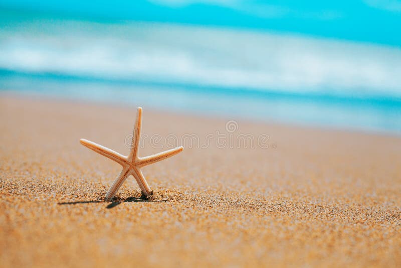 Tiny Starfish and Driftwood on the Beach Stock Image - Image of sandy ...