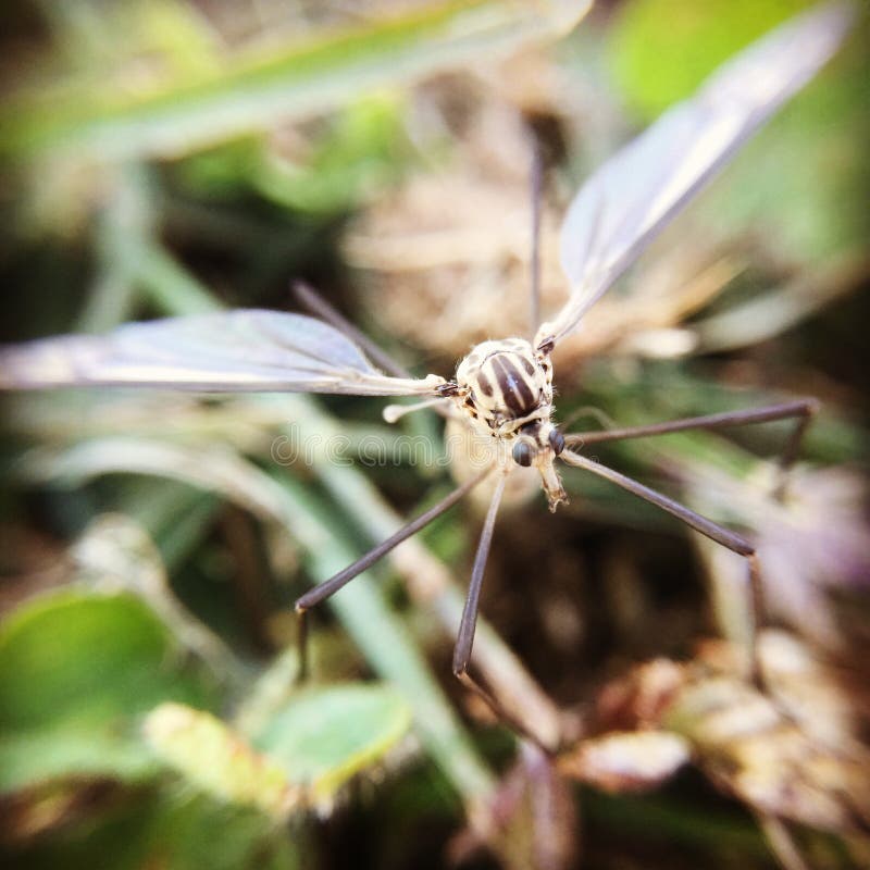 Tiny Striped Flying Insect Macro Stock Photo - Image of background ...