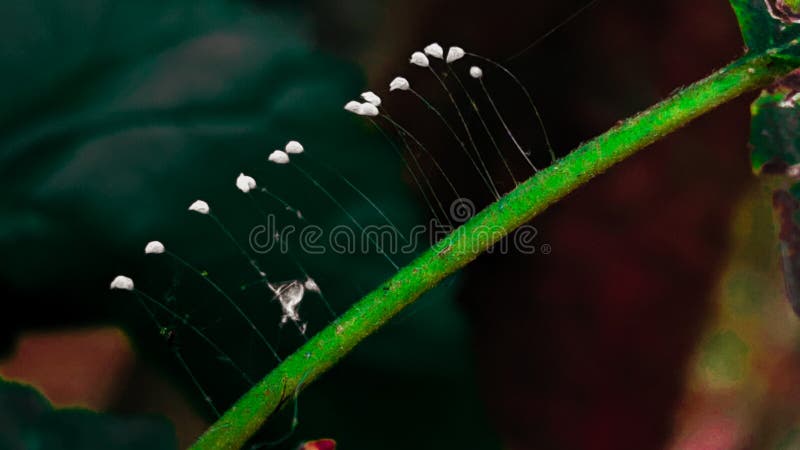 Udumbara Flowers Stock Photos - Free & Royalty-Free Stock Photos from ...