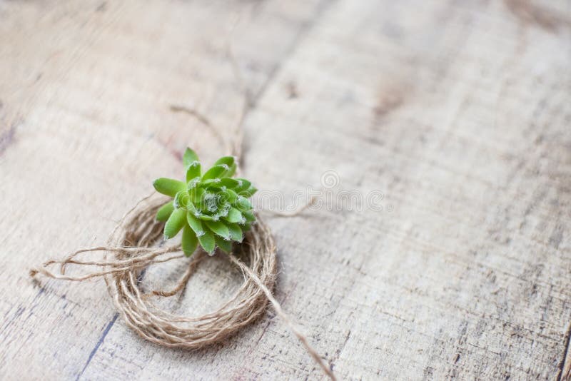 Tiny Succulent Growing in a Jute Rope Stock Image - Image of pure ...