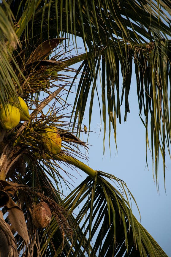Tiny Sunbird is Playing on the Branches of the Big Tree at Sunrise Stock Photo - Image of dance ...