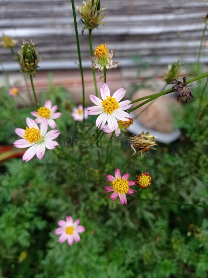 Tiny sunflower in garden stock photo. Image of prairie - 233535774