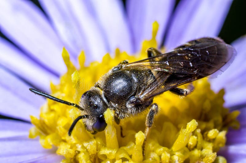 Tiny Sweet Treats with Vanilla Wafers Stock Image - Image of appetizer ...