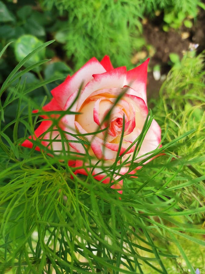 Tiny cute Rose stock photo. Image of flower, grass, blossom - 233811098
