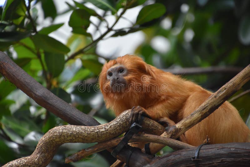 Tiny Tamarin Monkey in the Tree Tops Stock Photo - Image of golden ...