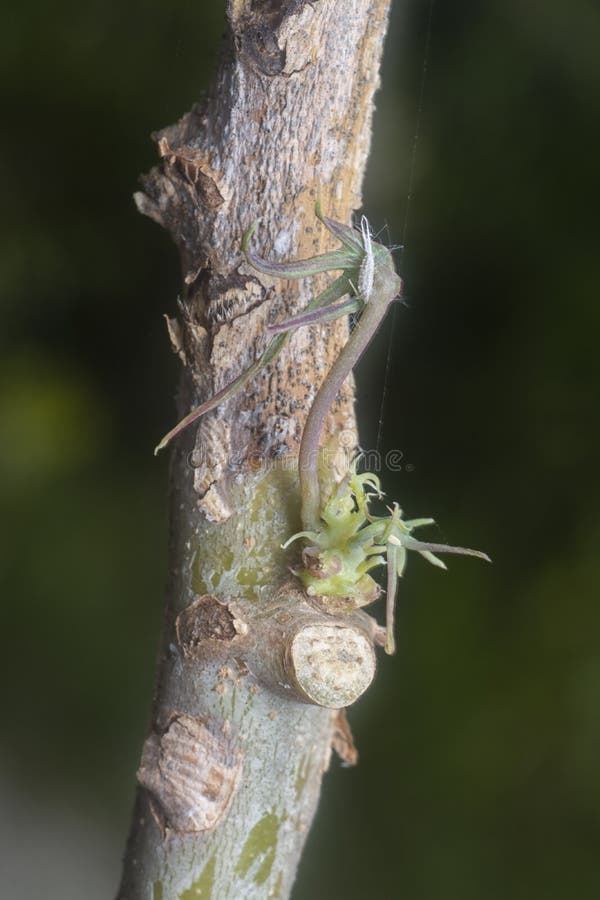 Tiny Tapioca Shoot Growing Out from the Stem Stock Photo - Image of ...