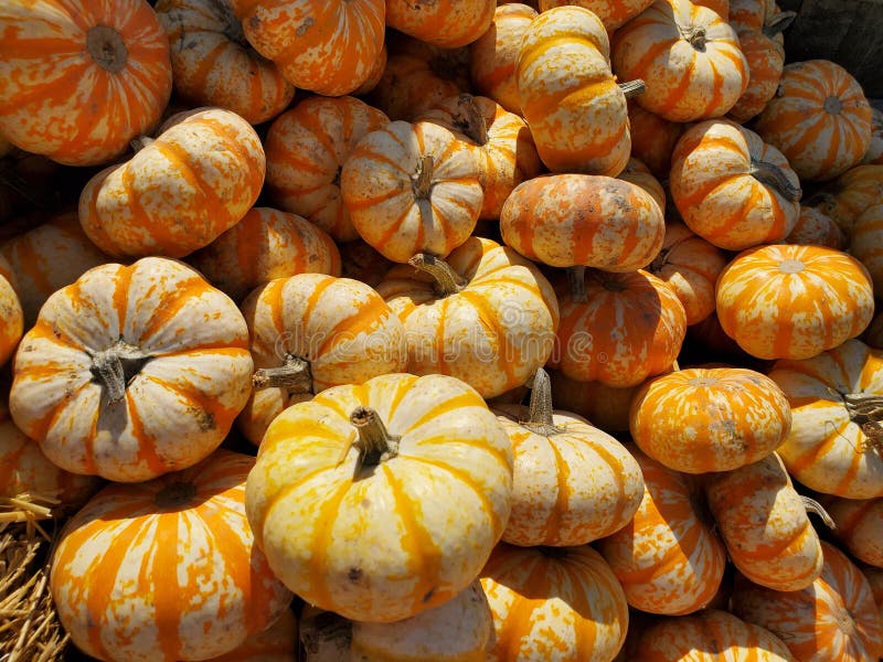 The Tiny Tiger Pumpkins at the Local Market. Stock Photo - Image of ...