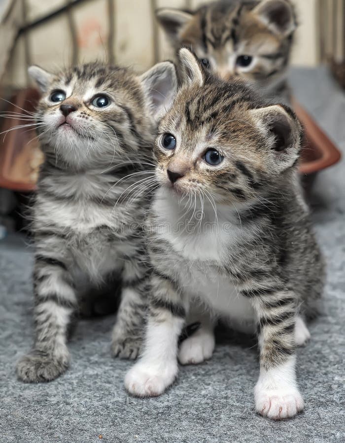 Small striped kittens stock photo. Image of beautiful - 30257724