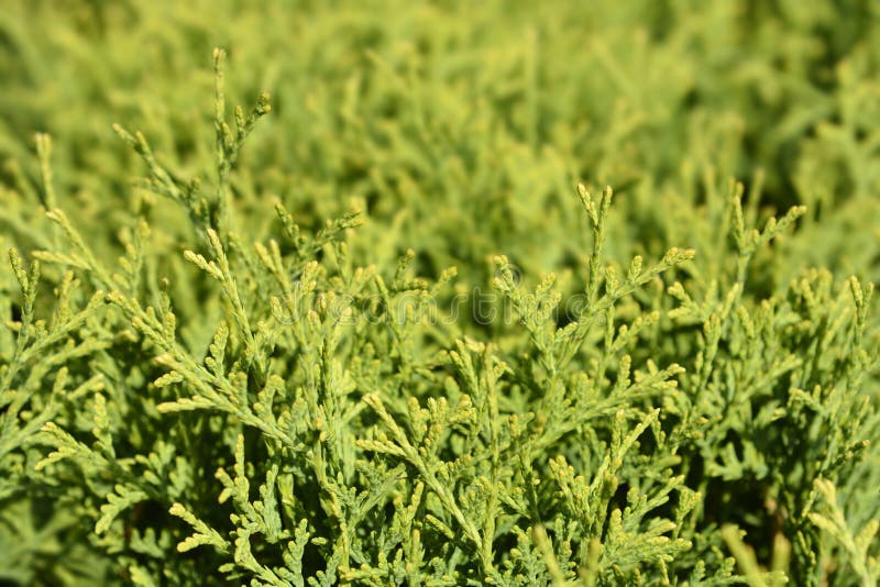 Tiny Tim Arborvitae stock photo. Image of american, arborvitae - 202083216