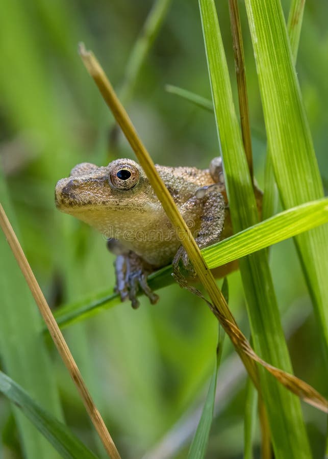 A Tiny Toad Crawls through the Long Grass Stock Photo - Image of ...