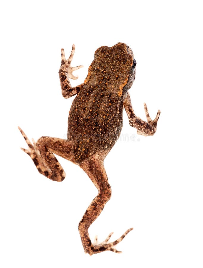 Tiny toad stock photo. Image of awaits, eyes, yards, reptile - 66437676